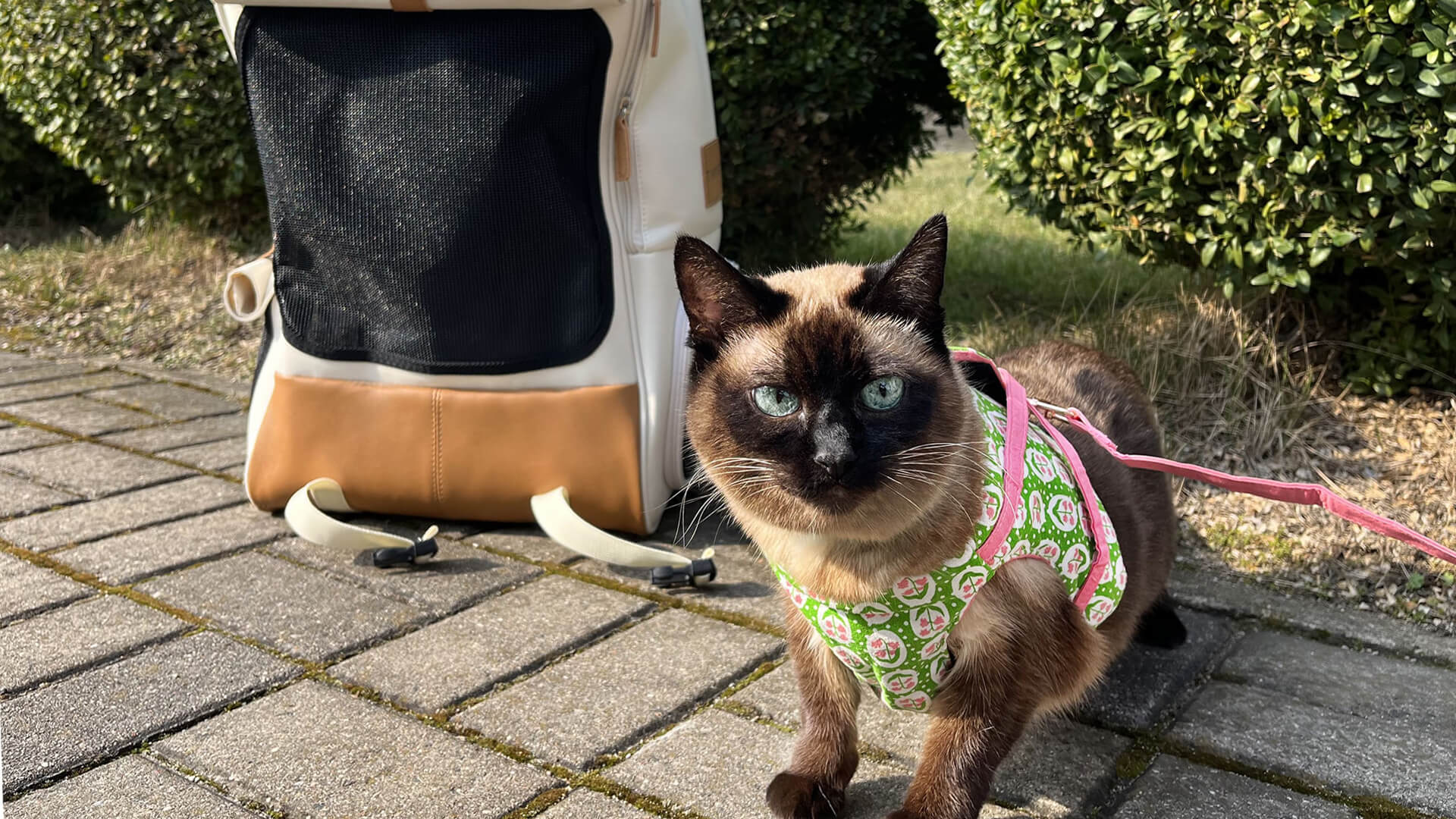 The Ultimate Guide to Cat Backpacks: Safe, Stylish, and Comfortable ...