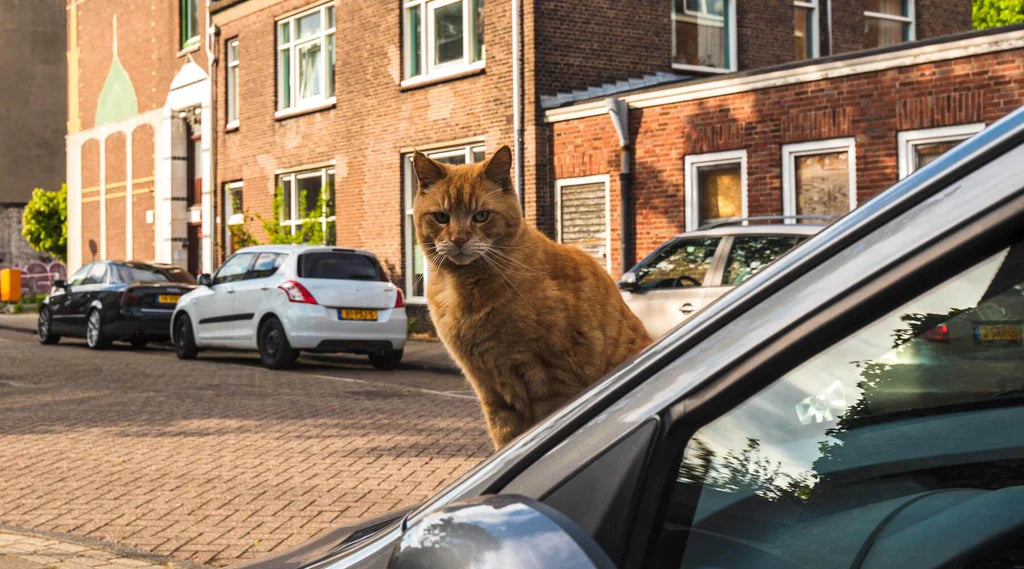 The Purrfect Road Trip: Tips for Traveling with Your Cat – MissyMoMo