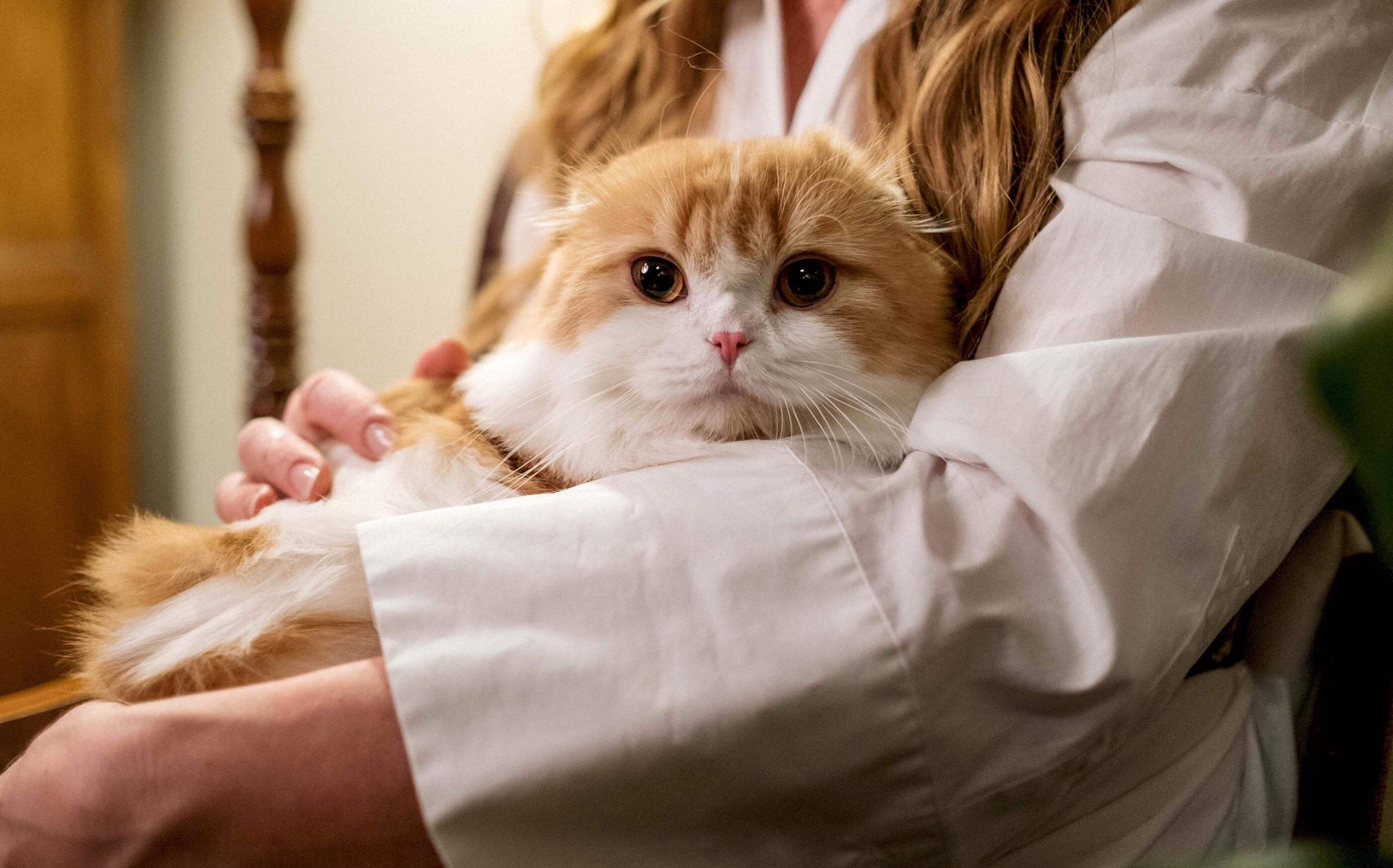 Ready to Be a First-Time Cat Parent? Here Are 15 Essential Tips – MissyMoMo